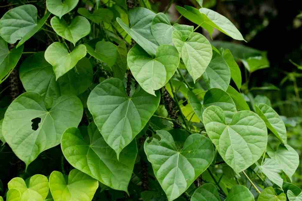 Chebule srdčitá (Guduchi)