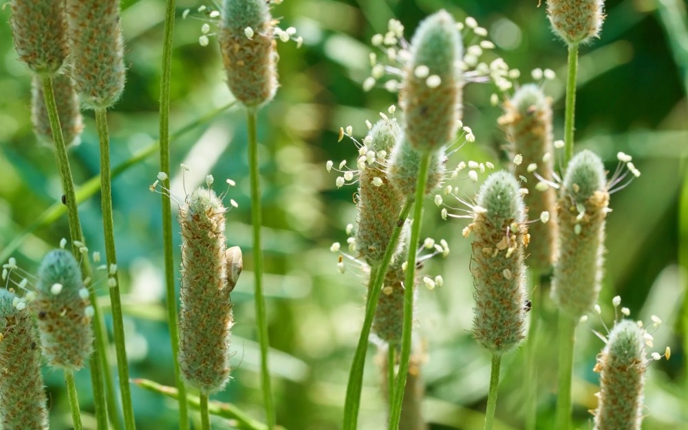 Chmelík vejčitý (Psyllium)