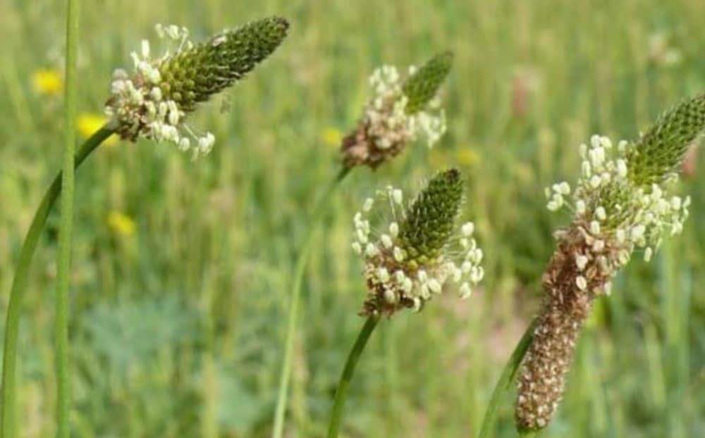 Chmelík vejčitý (Psyllium)