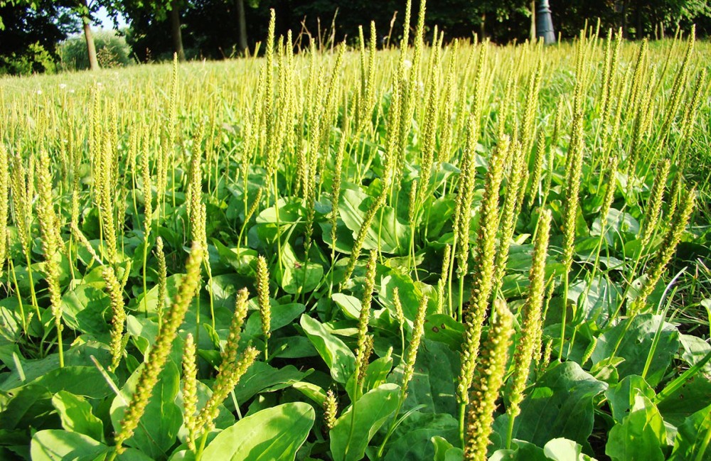 Chmelík vejčitý (Psyllium)