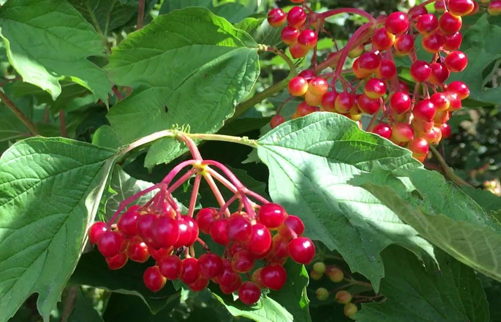 Kalina obecná (jedlá)