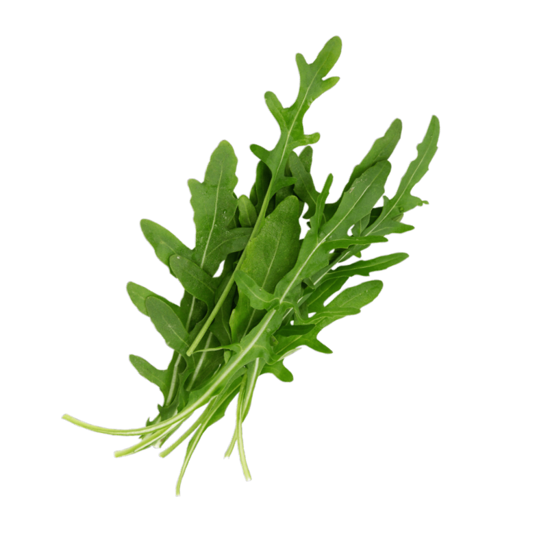 Roketa setá (Rukola)